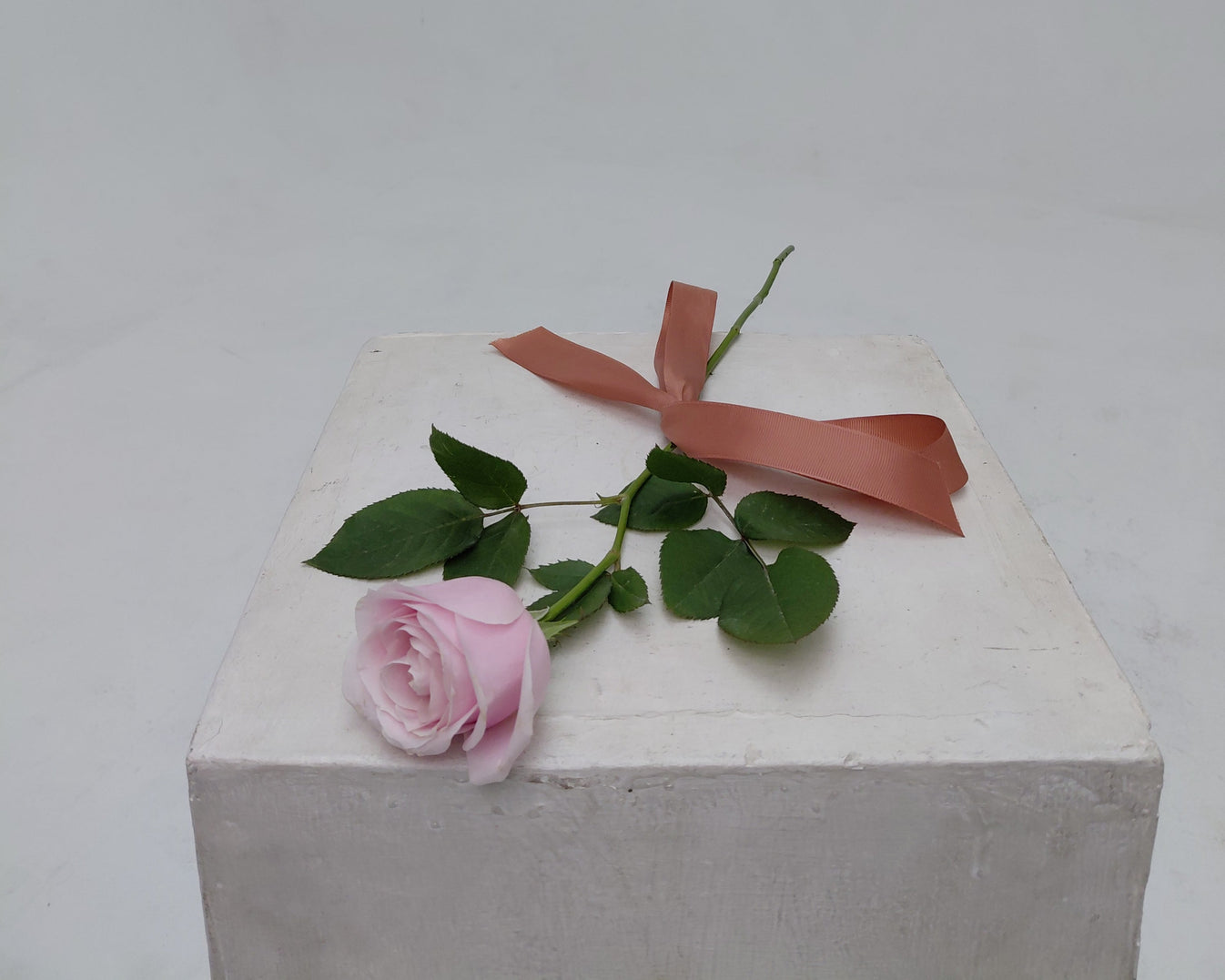 Single Rose Valentines Day Gift – Whispering Flower